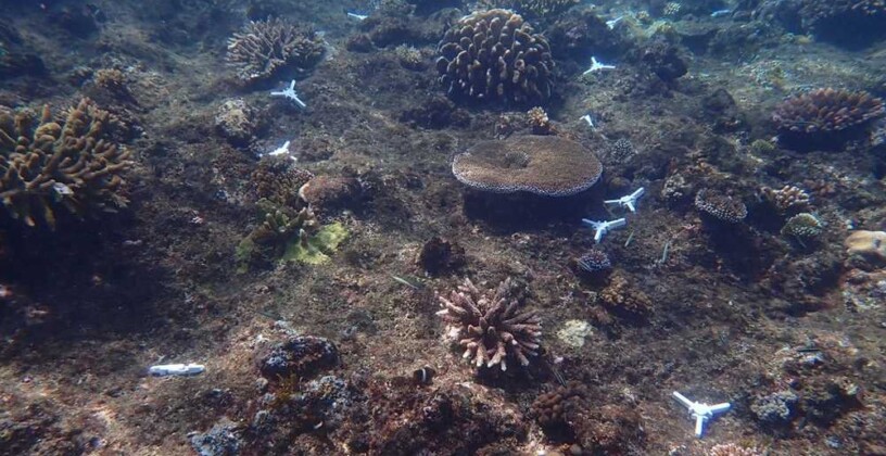 10,000 Young Corals Grown in Just Weeks by New Portable Spawning Lab in ...