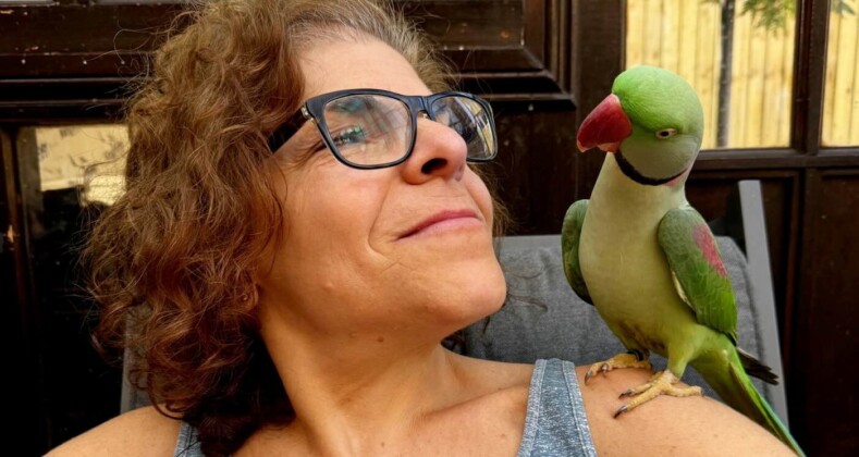 Family’s Escaped Parakeet Found More Than a Hundred Miles Away from ...