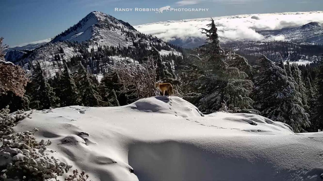 Near-Extinct Red Fox Caught on Trail Cam in National Park After Years ...