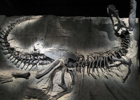 Newly Unveiled T-Rex Relative Was Sitting in Museum Drawer for 50 Years ...