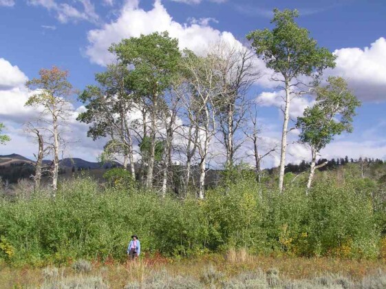 Hefty Aspen Saplings Not Seen in Yellowstone for 80 Years Attributed to ...
