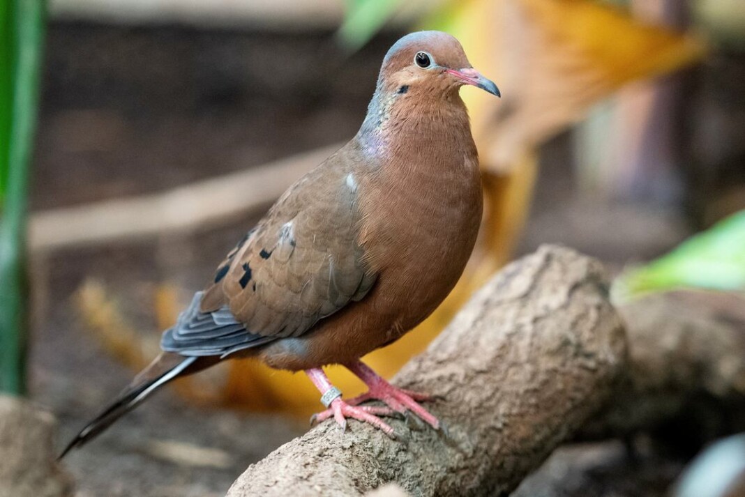 Zoo Experts Hatch Eight Rare Dove Chicks in Bid to Save Extinct Species