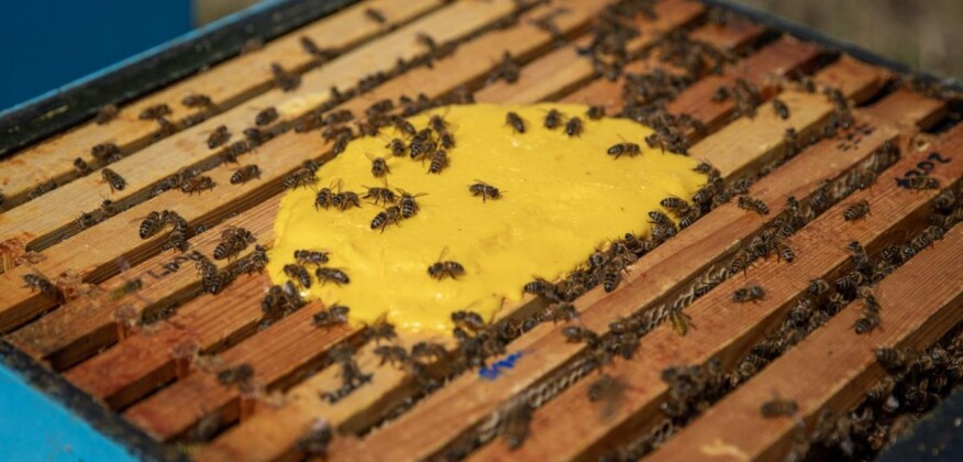 Scientists Engineer Yeast to Create Honey Bee Superfood – Colonies Grew ...