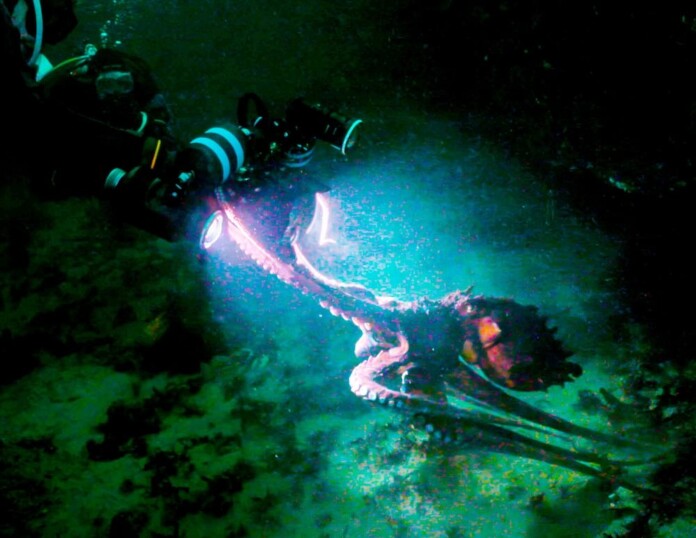Octopus Playing With Divers Grabs the Camera and Takes Underwater ...