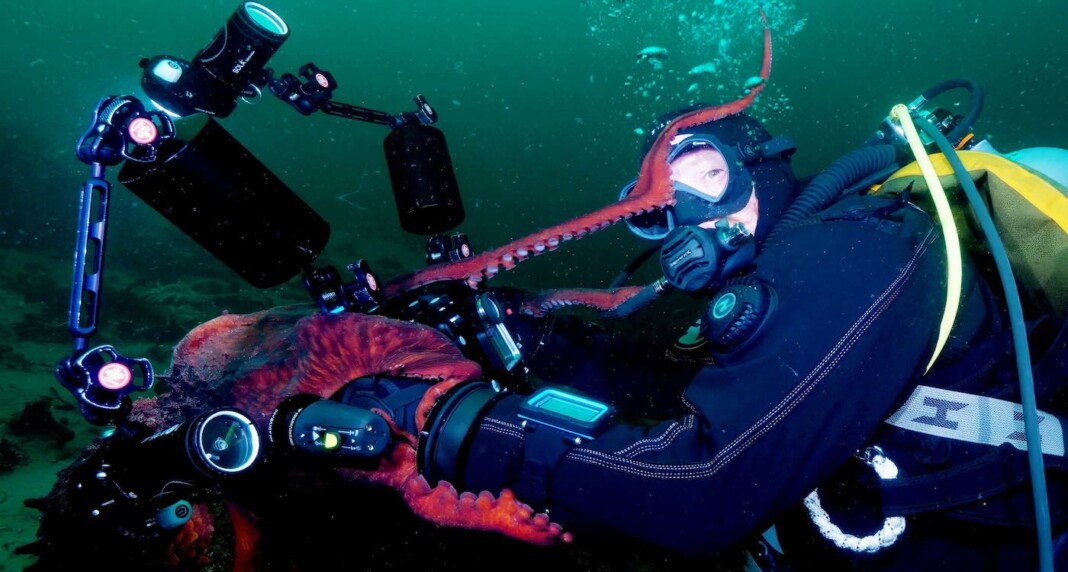 Octopus Playing With Divers Grabs the Camera and Takes Underwater ...