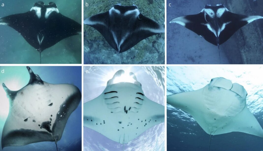 Scientists Identify a New Manta Ray Species, Just the Third Known in ...