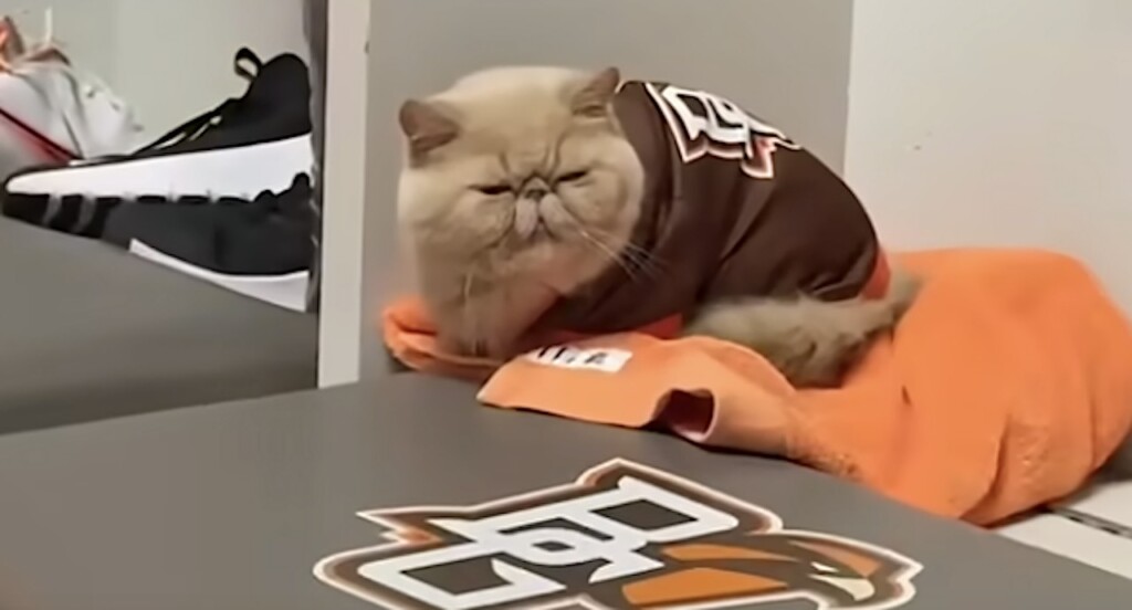 A Campus Sensation ‘Pudge the Cat’ is Lifting Spirits in College Football Locker Room After Injury