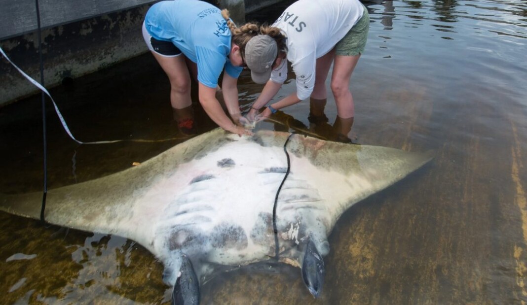Scientists Identify a New Manta Ray Species, Just the Third Known in ...