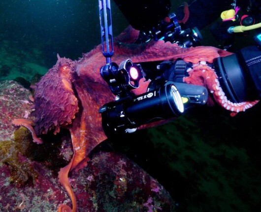 Octopus Playing With Divers Grabs the Camera and Takes Underwater ...