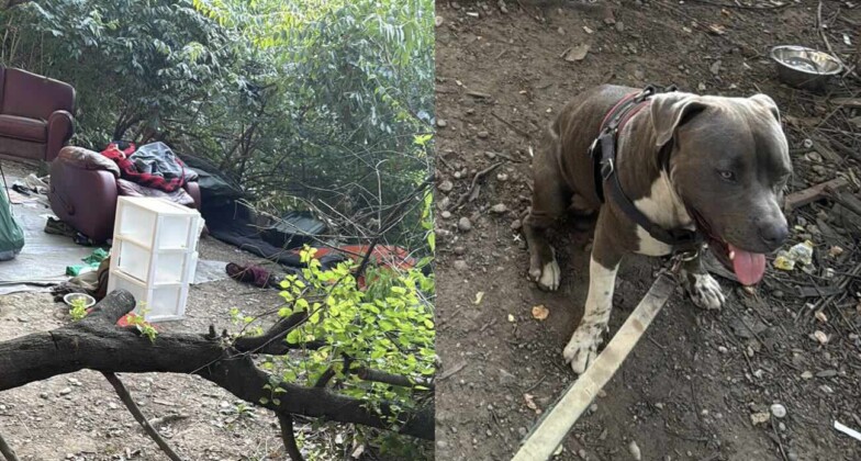 Intuition and a Devoted Dog Guided a Man to An Unconscious Couple Whose ...