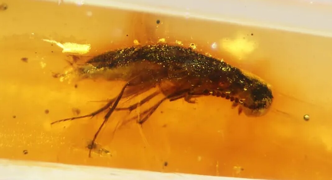 112-Million-Year-Old Amber Samples Preserve a Snapshot of an Ancient Forest