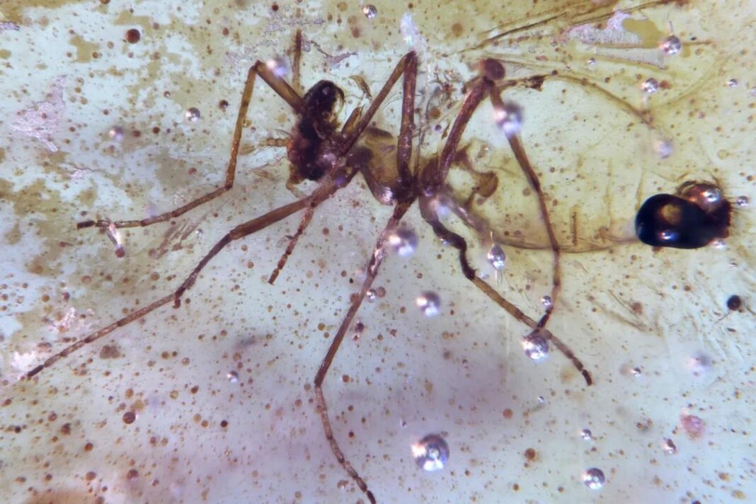 112-Million-Year-Old Amber Samples Preserve a Snapshot of an Ancient Forest