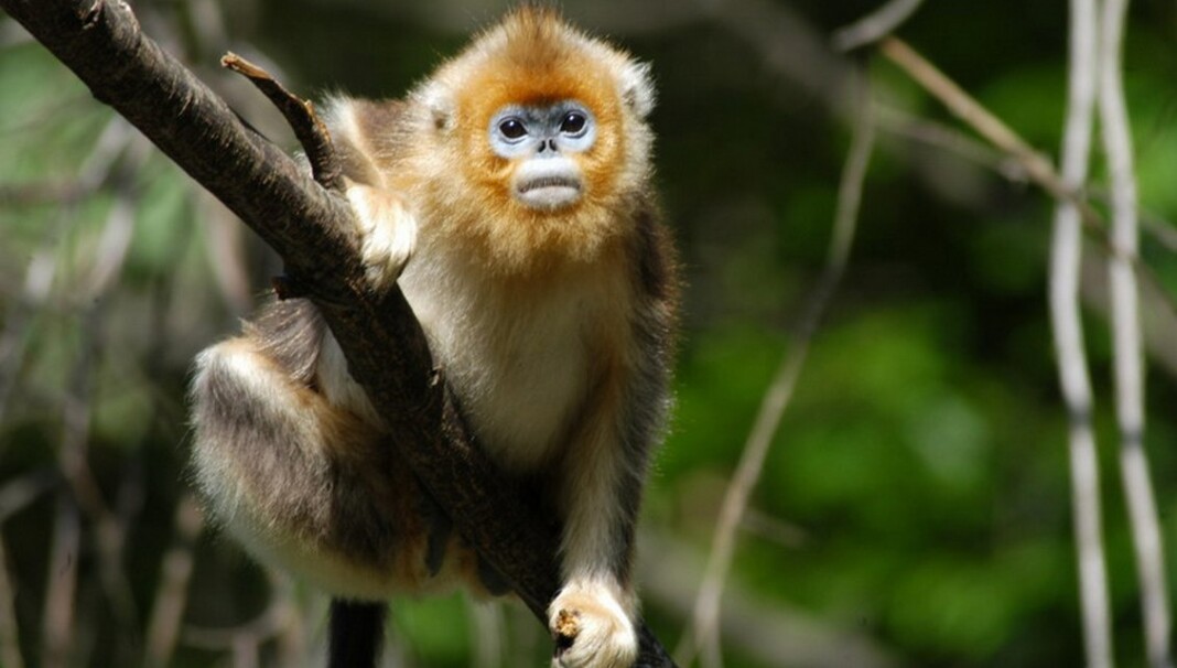 Rarest Monkeys Now Number Close to 2,000 Thanks to One Man's Jane ...
