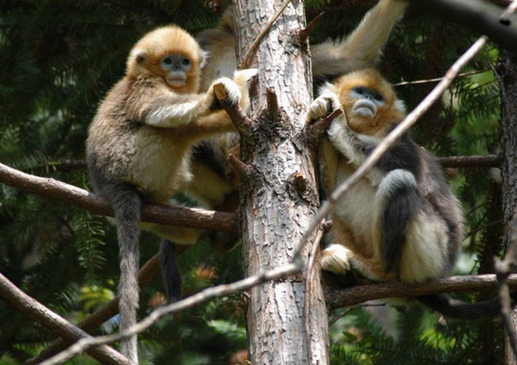 Rarest Monkeys Now Number Close to 2,000 Thanks to One Man's Jane ...