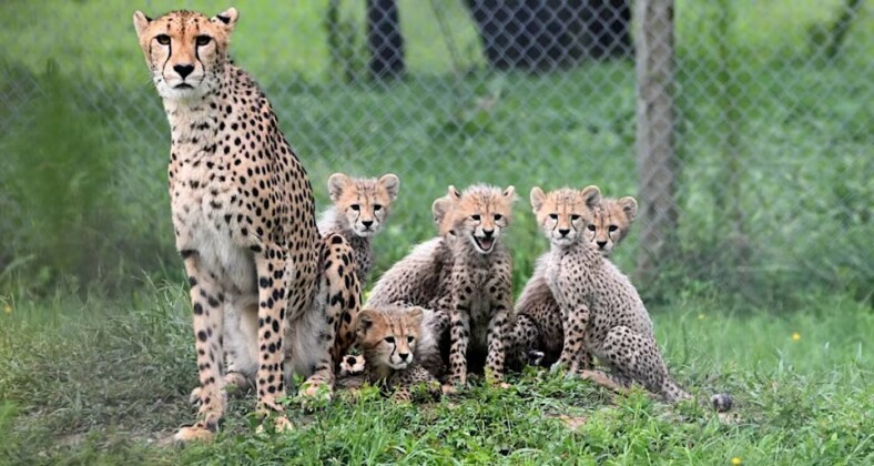 Six Baby Cheetahs Born in the Richmond Zoo's Prolific Breeding Program – 167 Cats Since 2013 (WATCH)