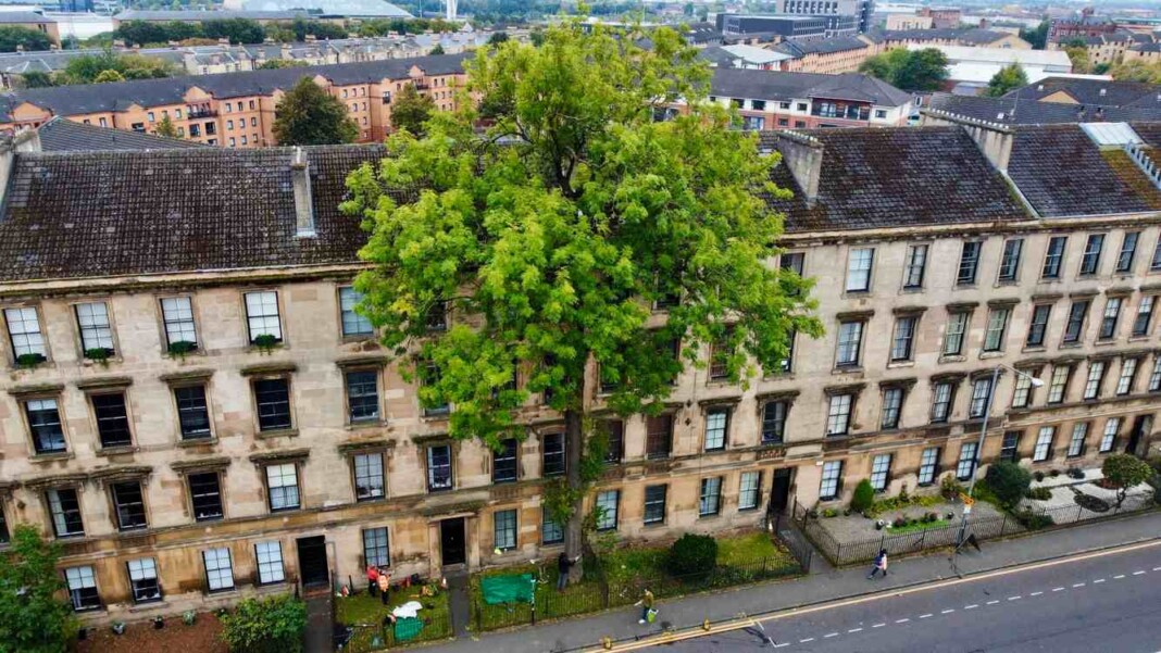 The 2025 ‘Tree of the Year’ Is a Scottish Ash Growing in the Middle of ...