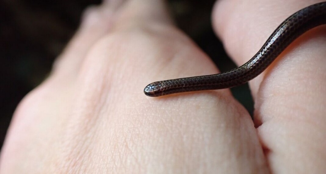 World’s Smallest Snake Rediscovered in Barbados After 20 Years