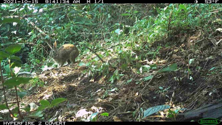 Small Rabbit with a Black Tail Not Seen in 120 Years Found Hopping ...