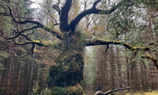 The 2025 ‘Tree of the Year’ Is a Scottish Ash Growing in the Middle of ...