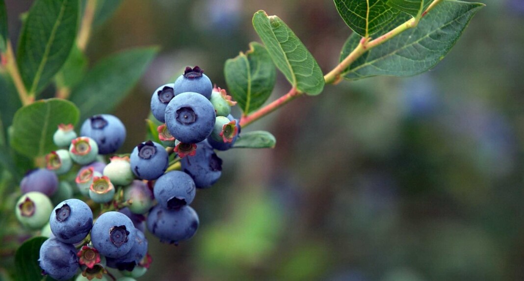 Feeding Blueberries to Babies May Reduce Allergy Symptoms and Improve ...