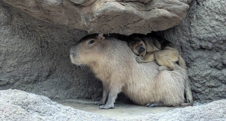 Unlikely Animals Snuggling Together at the Denver Zoo Have Melted the ...