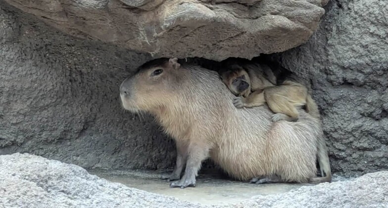 Unlikely Animals Snuggling Together at the Denver Zoo Have Melted the ...