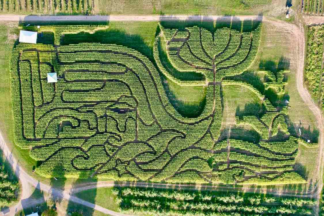 Maine Orchard Wins Best Corn Maze in America for 4th Year Straight by ...