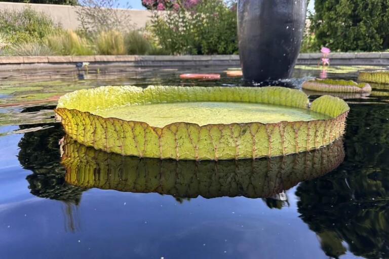 Botanic Gardens Film Giant Lily Pads Holding Over 180 lbs. in Annual ...