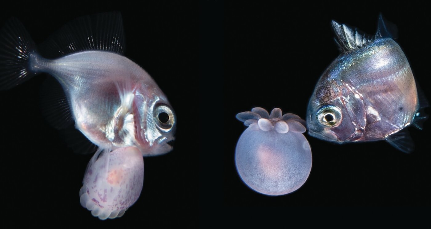 Nighttime Dive Reveals Never-Before-Seen Relationship Between Fish and ...