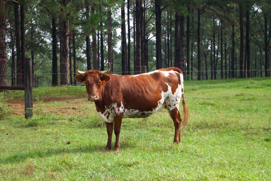 Oldest Ranchers in America Who Drove Out the Spanish Mark 500 Years of ...