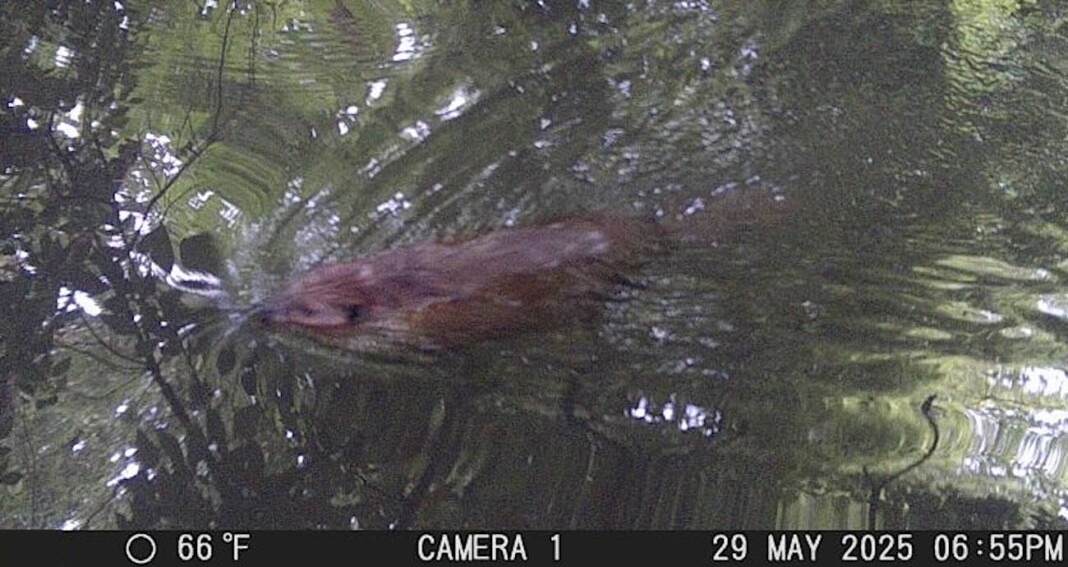 Camera Traps Reveal Beavers Have Finally Returned to the Bronx River ...