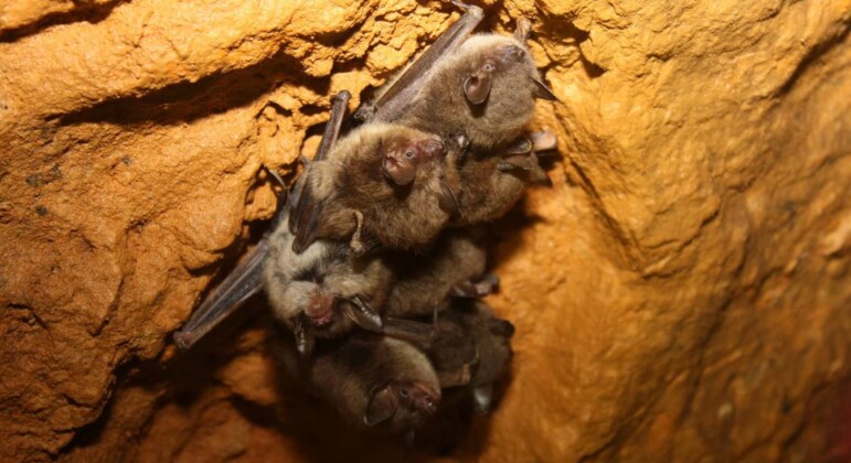 Bats Are Recovering in a Big Way After Decimation by White-Nose ...