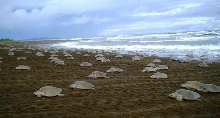 Sea Turtles Rebounding Worldwide as Nests and Habitat are More ...