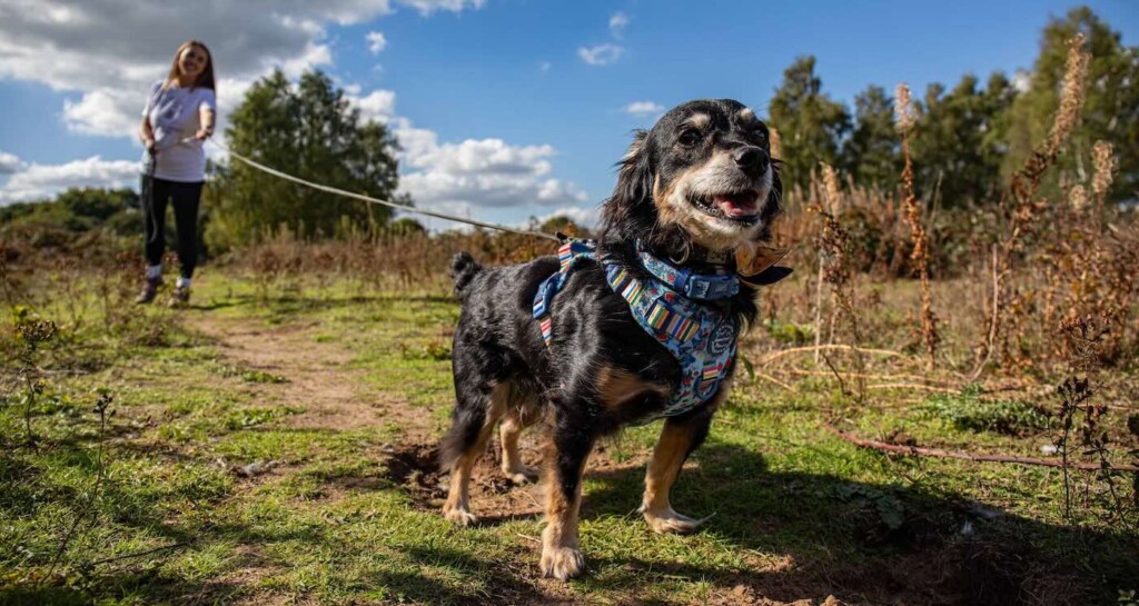 Stray Dog Saved From ‘Death Row’ Turns into Brilliant Detective ...