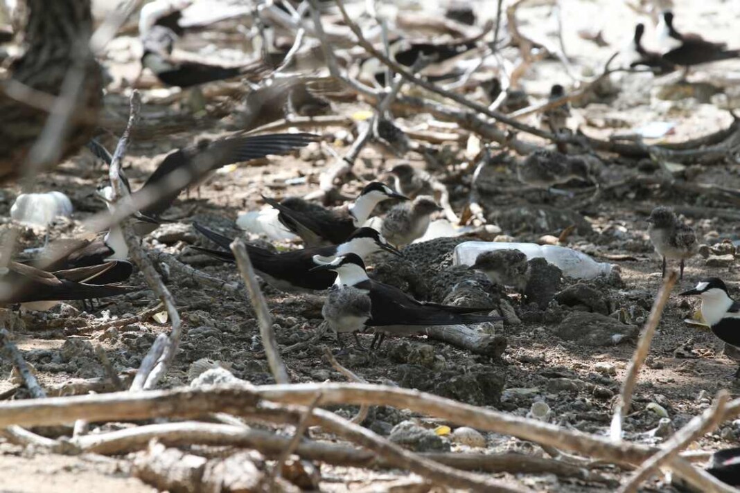 Marshall Islands Experience Explosion of Wildlife One Year After ...