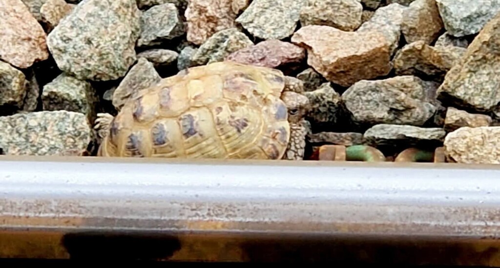 Escaped Pet Tortoise Wanders onto Train Tracks But is Saved by Railway ...