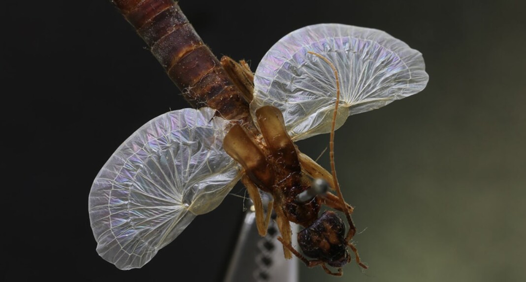 Animal Origami: The Physics of Nature’s Folds – and How Technology is ...