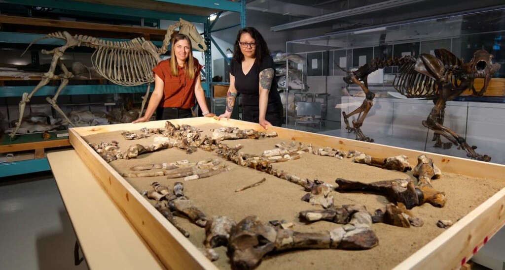 Evidence of Rhino Living in Frigid Arctic Circle 23 Million Years Ago ...