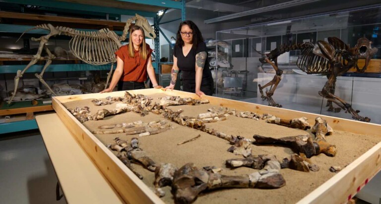 Evidence of Rhino Living in Frigid Arctic Circle 23 Million Years Ago ...