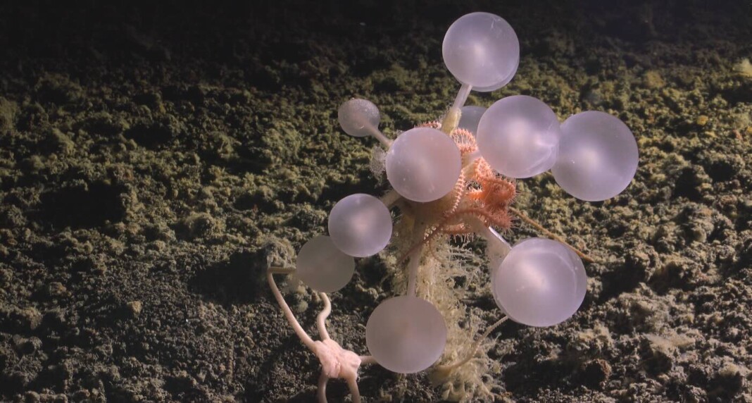 Bizarre Deep-Sea Creature – a ‘Death Ball’ Sponge – Discovered in One ...