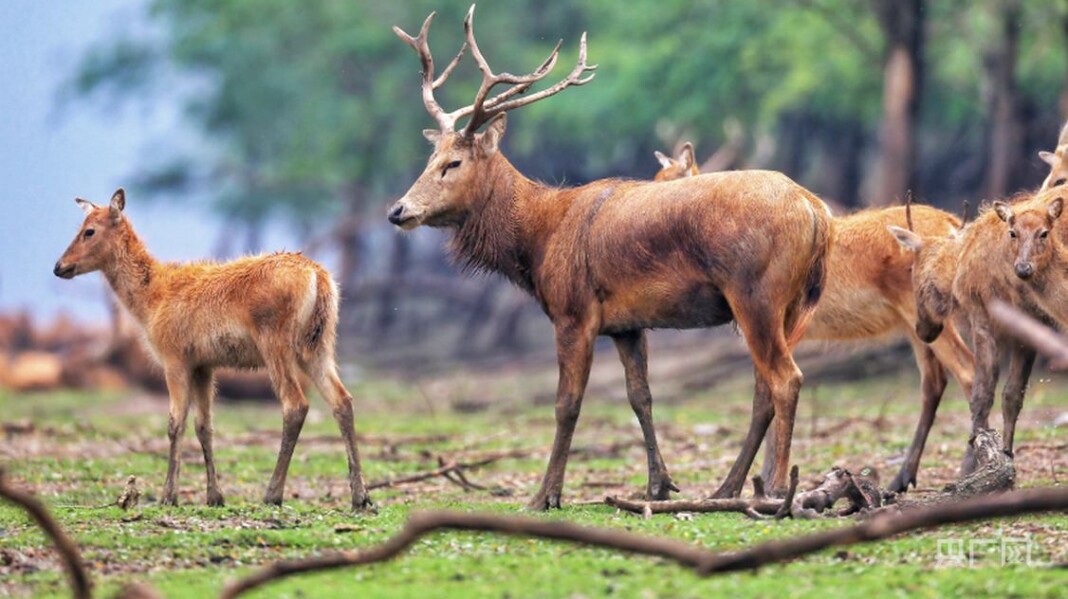 Miracle Recovery for World’s Rarest and Strangest Deer – Just 39 Became ...