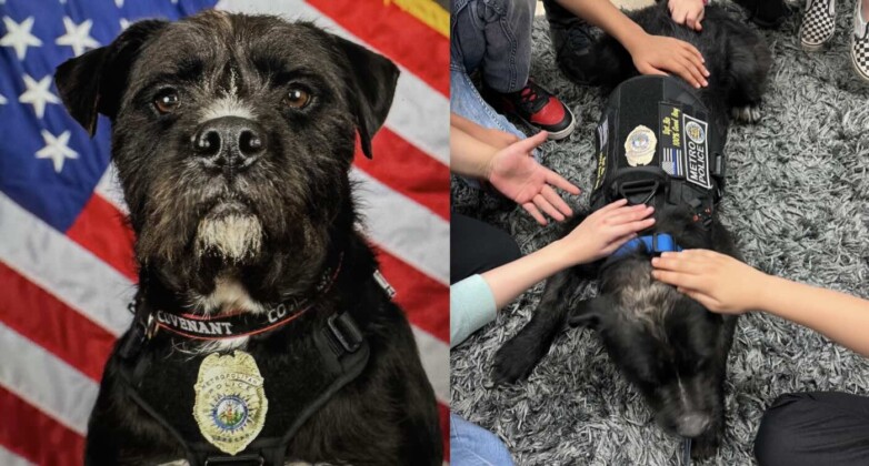 Stray Pooch Just Won 2025 Hero Dog Award for Soothing Families After ...