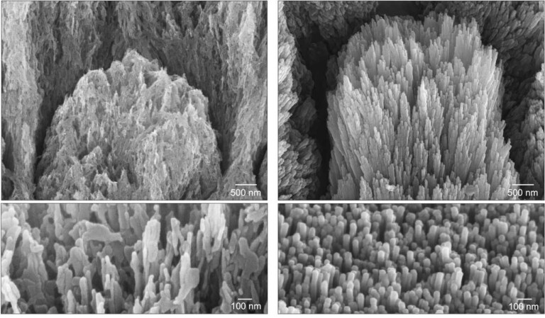 New Gel Regrows Dental Enamel–Which Humans Cannot Do–and Could ...