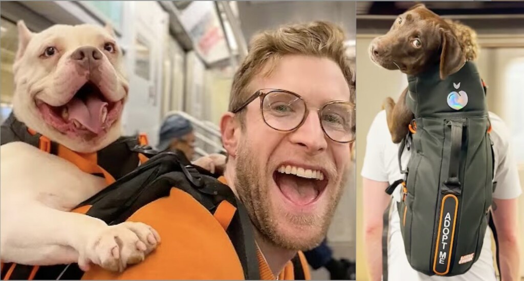He Carries Shelter Dogs Around the City in a Backpack to Help Get them ...