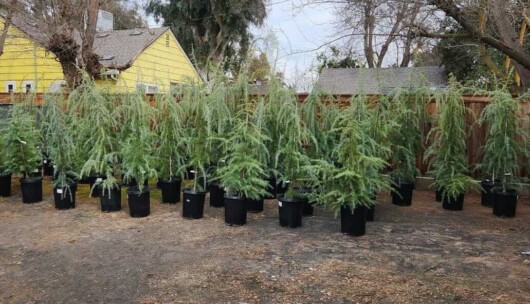 Cloning the Original Spruce Safeguards Century-old Legacy of ‘Christmas ...