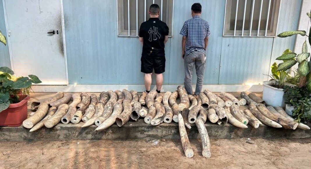30,000 Animals Rescued from Illegal Captivity in the Largest Wildlife ...