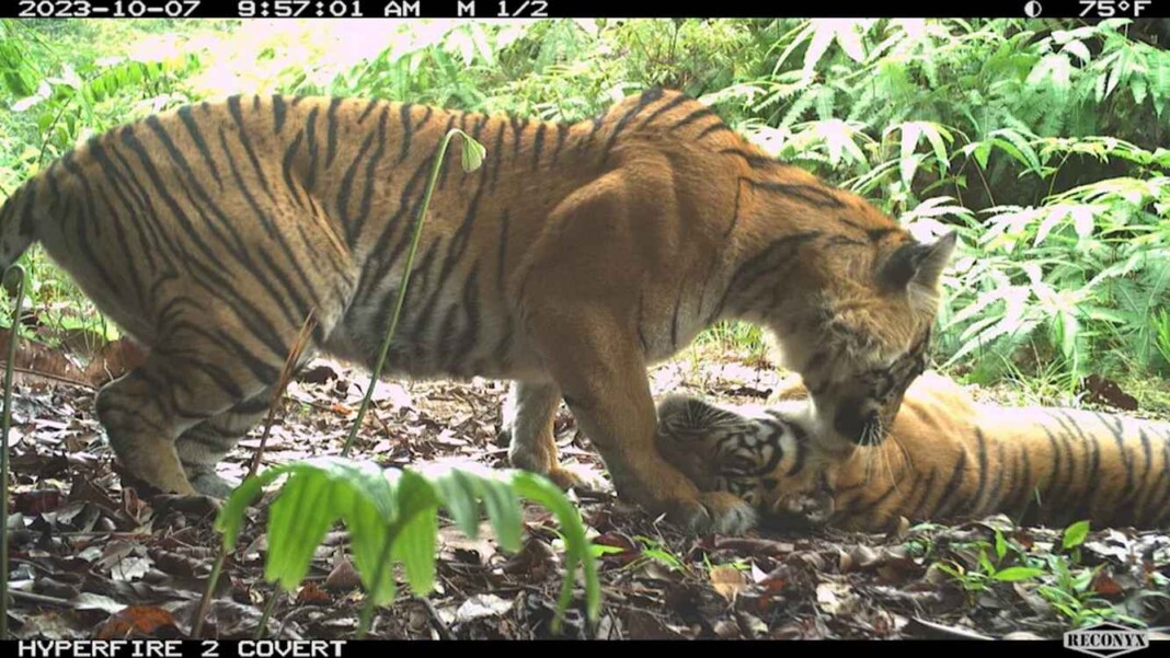Nearly 3x More Encounters With Endangered Sumatran Tigers in Camera ...