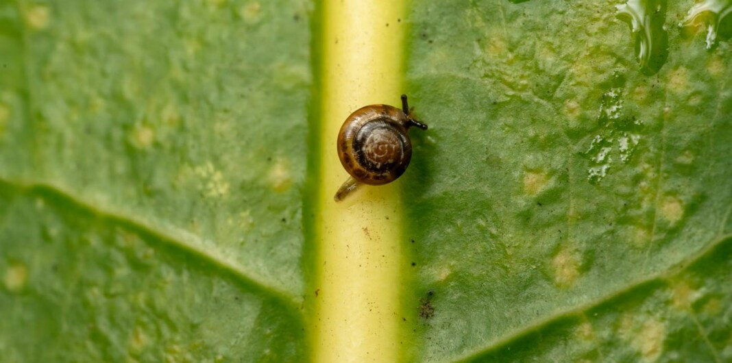 Thought Extinct, Snail Scientists Embark on Largest Snail Breeding and ...