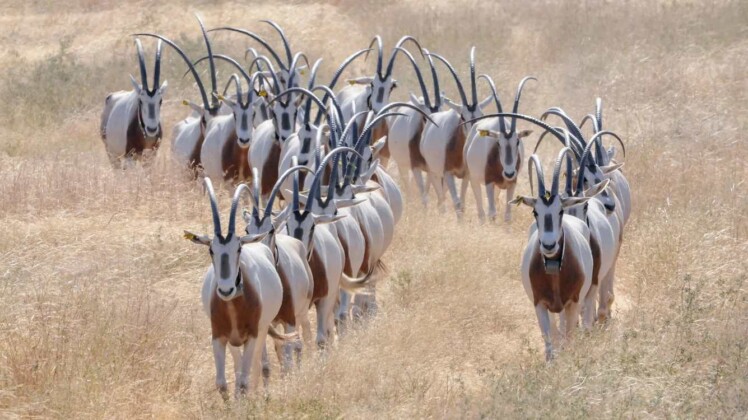 'Extinct' Graceful Oryx Thriving in the Saharan Wilds Thanks to Decades ...