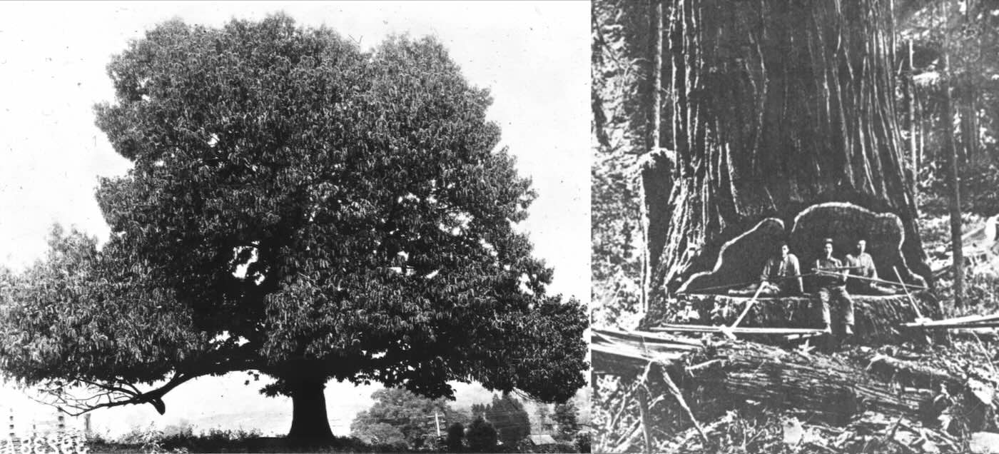 Once Wiped Out by Blight, Thousands of American Chestnut Trees are ...